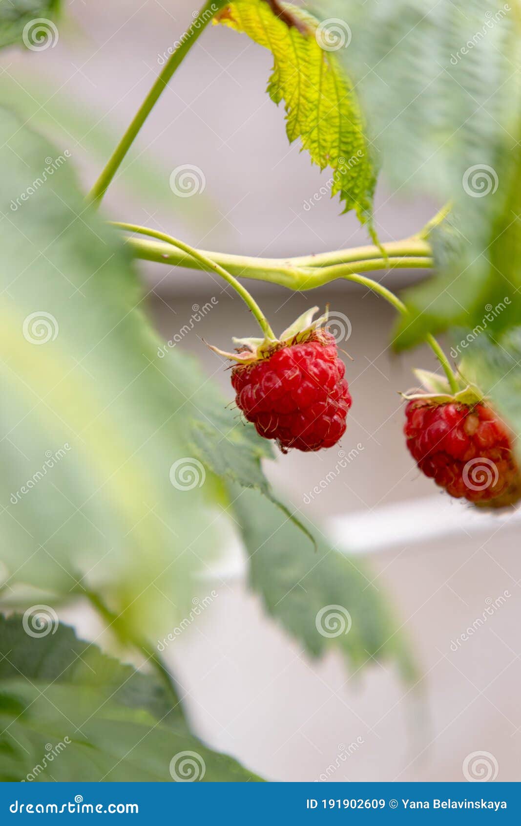 Growing raspberry stock image. Image of fresh, veggies - 191902609