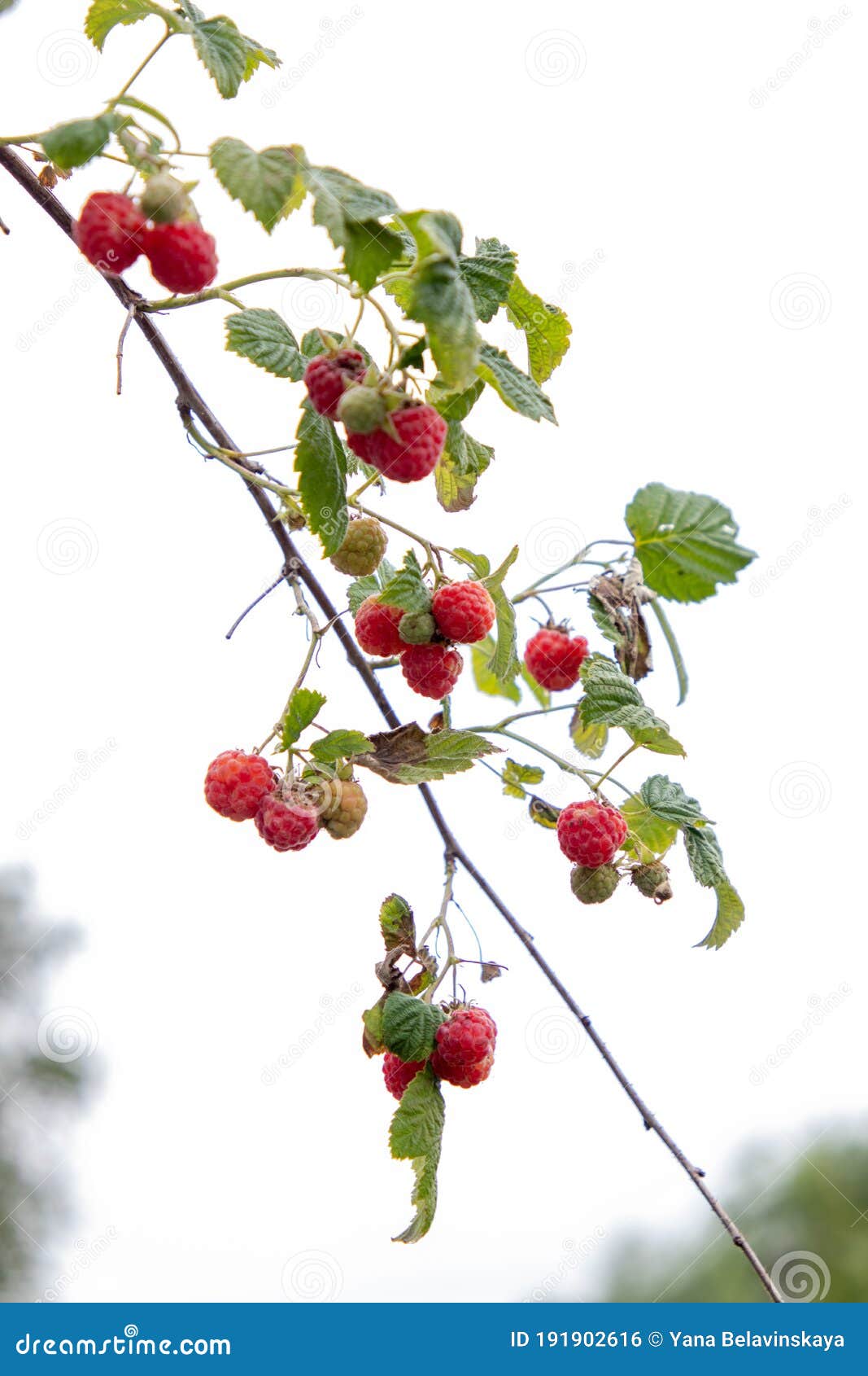 Growing raspberry stock photo. Image of summer, peaceful - 191902616