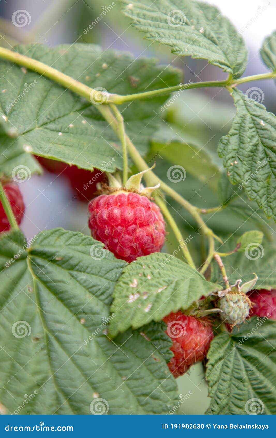 Growing raspberry stock photo. Image of harvest, fresh - 191902630