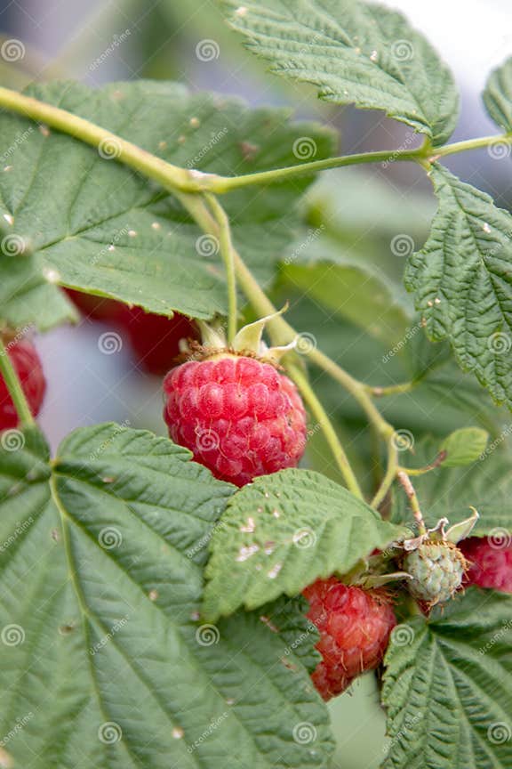 Growing raspberry stock photo. Image of harvest, fresh - 191902630
