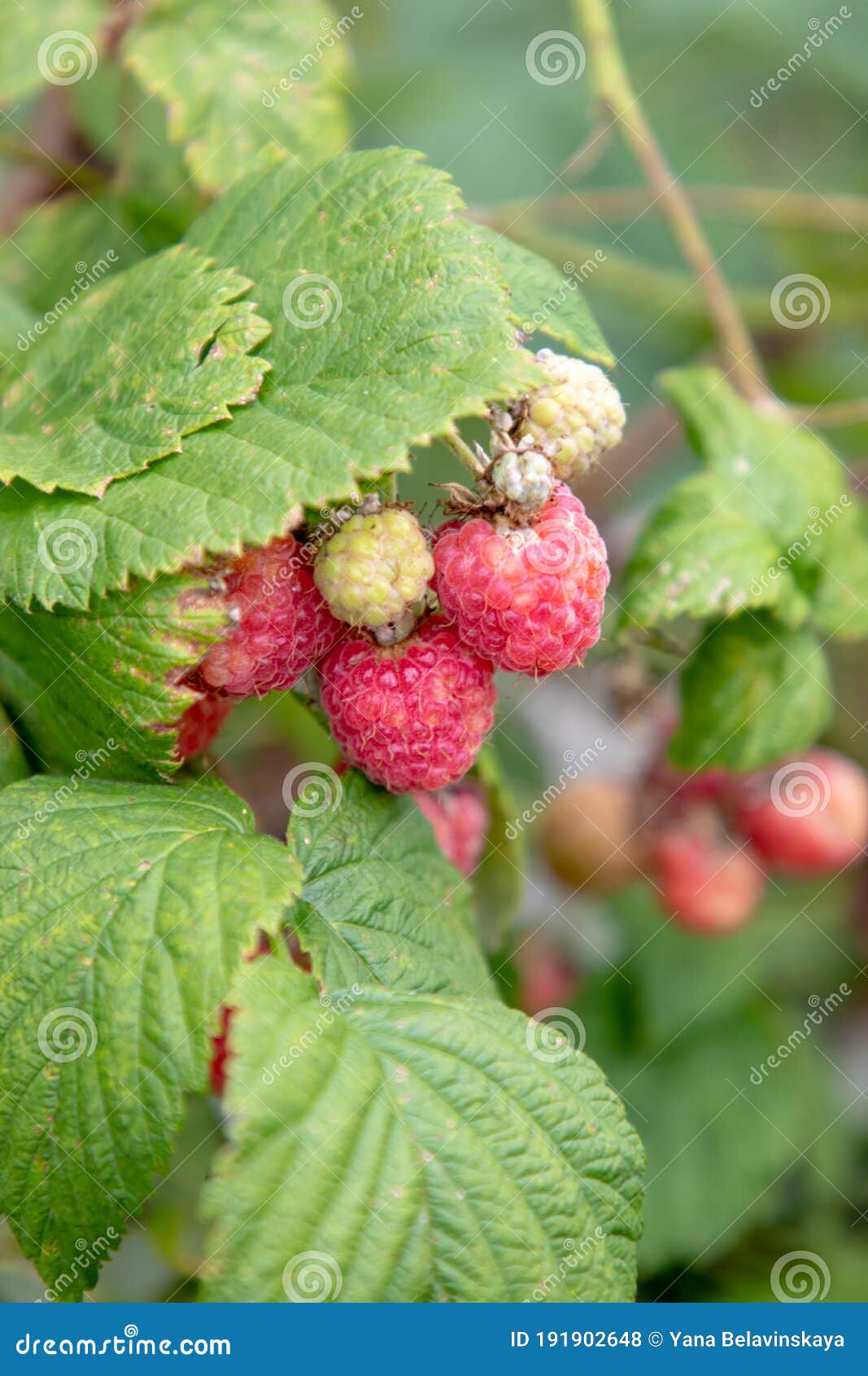Growing raspberry stock photo. Image of countryside - 191902648