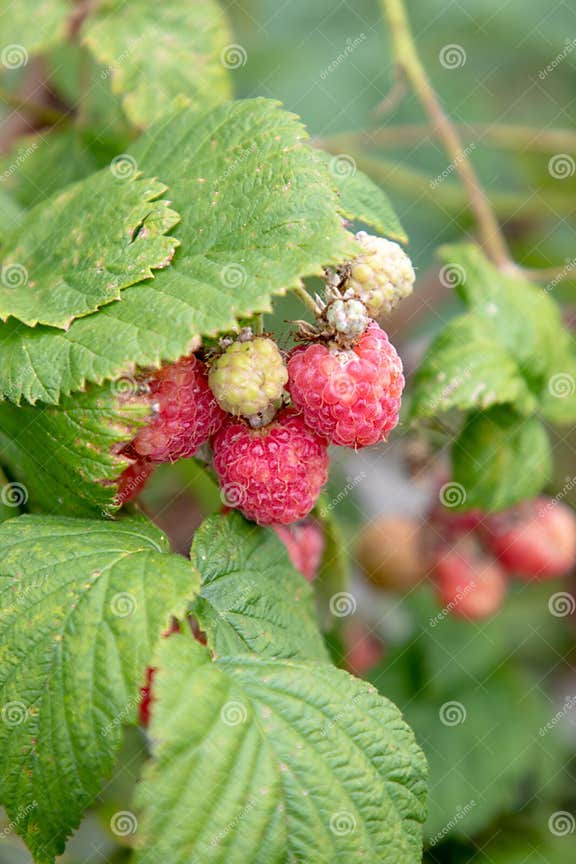 Growing raspberry stock photo. Image of countryside - 191902648