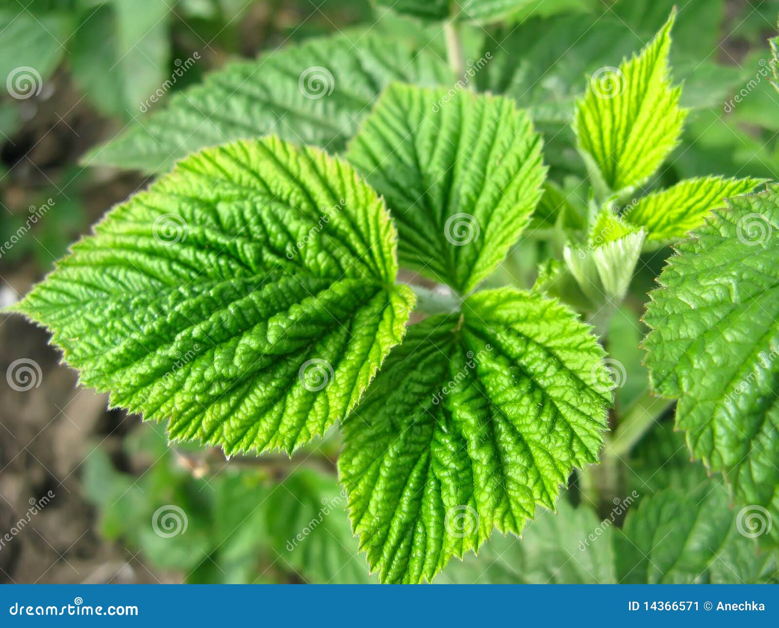 Growing Raspberry in Spring Stock Image - Image of raspberries, growth ...