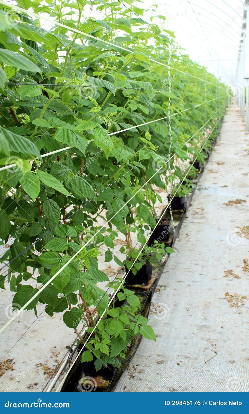 Growing Raspberry in Hydroponic Plantation Stock Photo - Image of ...