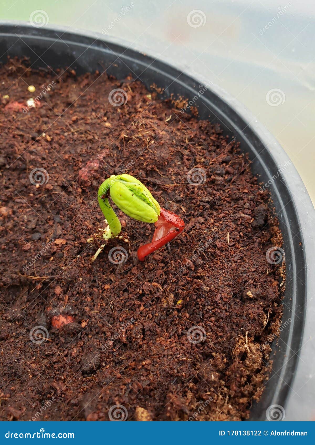 Growing Bud Red Bean from Seed Stock Photo - Image of garden, beans ...