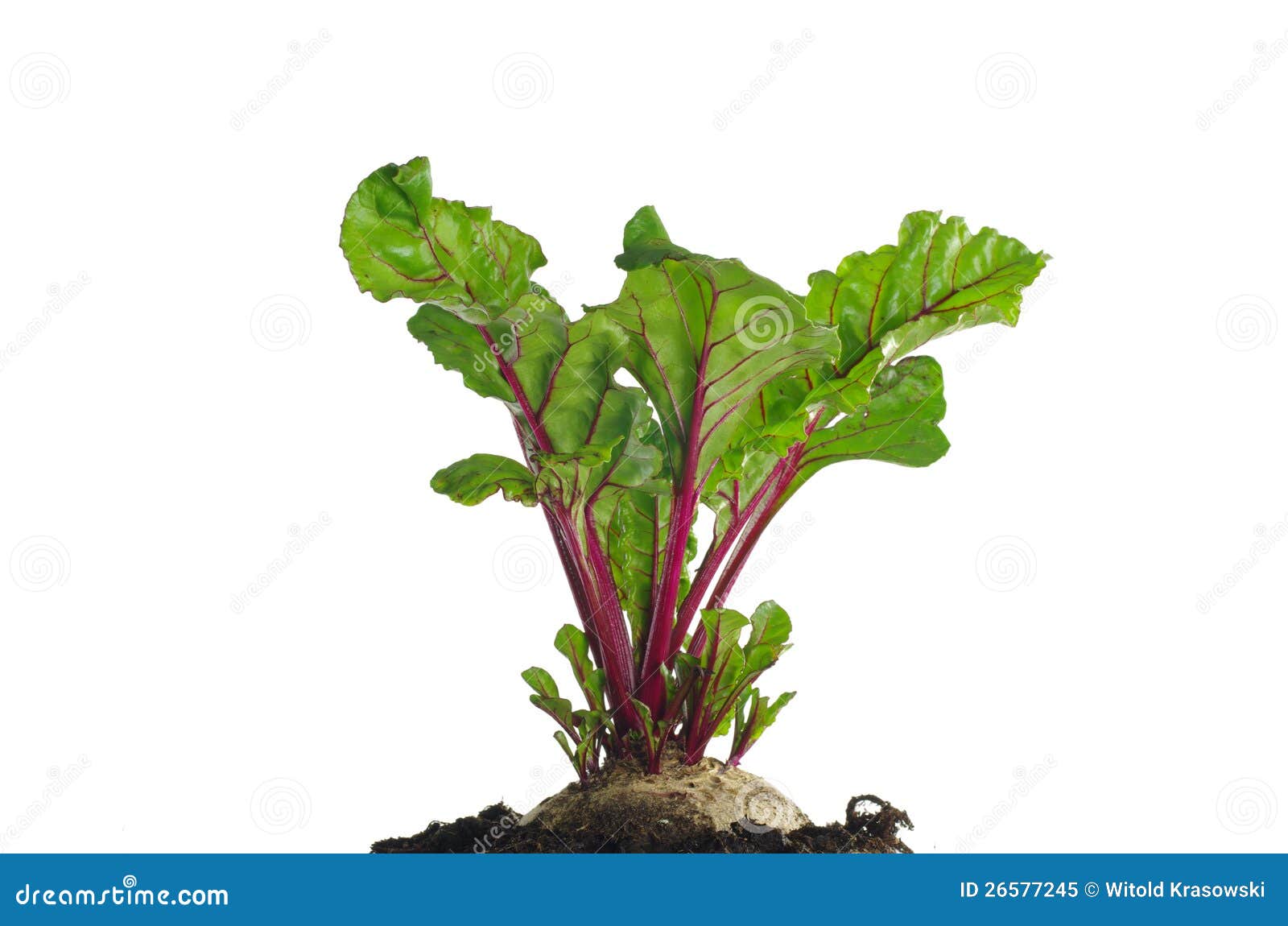 Growing red beetroot stock image. Image of cultivation - 26577245
