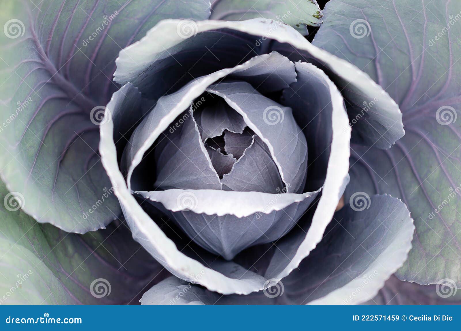 Growing Red Cabbage Plant Top View. Stock Image - Image of fresh ...