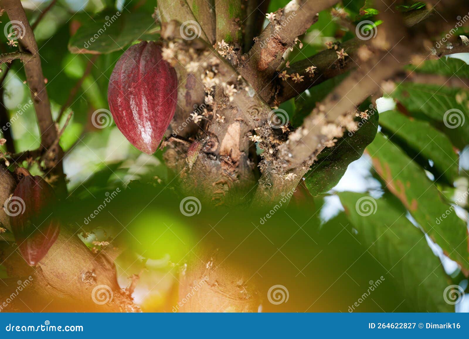 Growing red cocoa pod stock image. Image of outdoor - 264622827