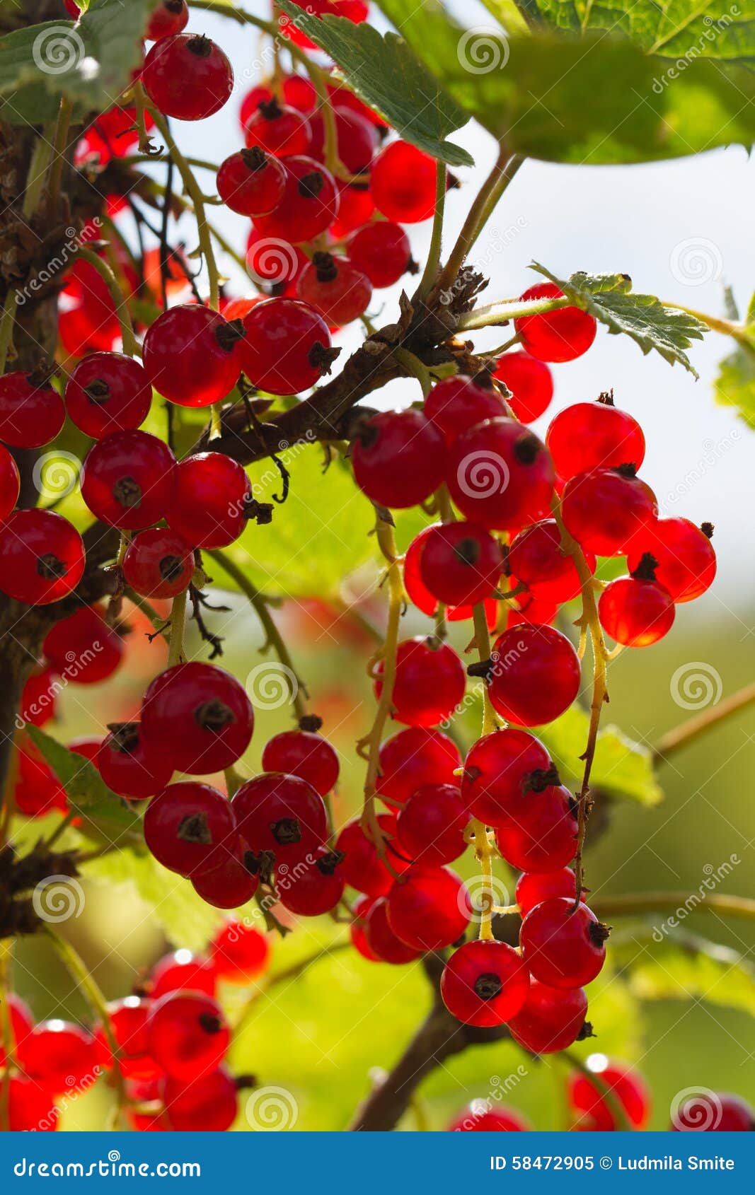 Growing red currants. stock image. Image of field, decorative - 58472905