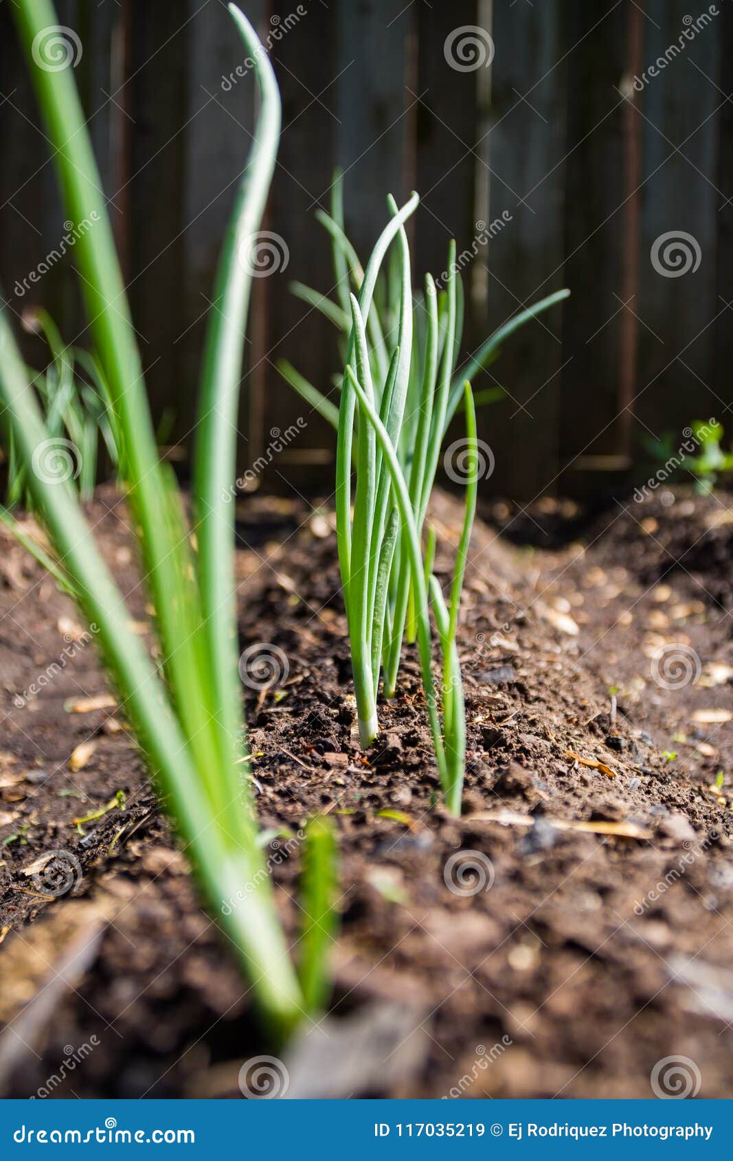 Growing red onions stock image. Image of concept, grass - 117035219