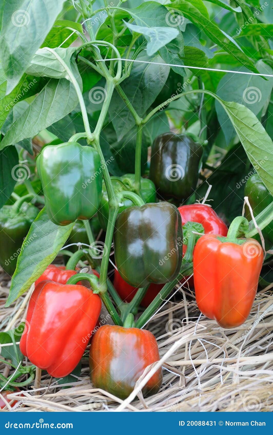 Growing red pepper stock image. Image of farm, organic - 20088431