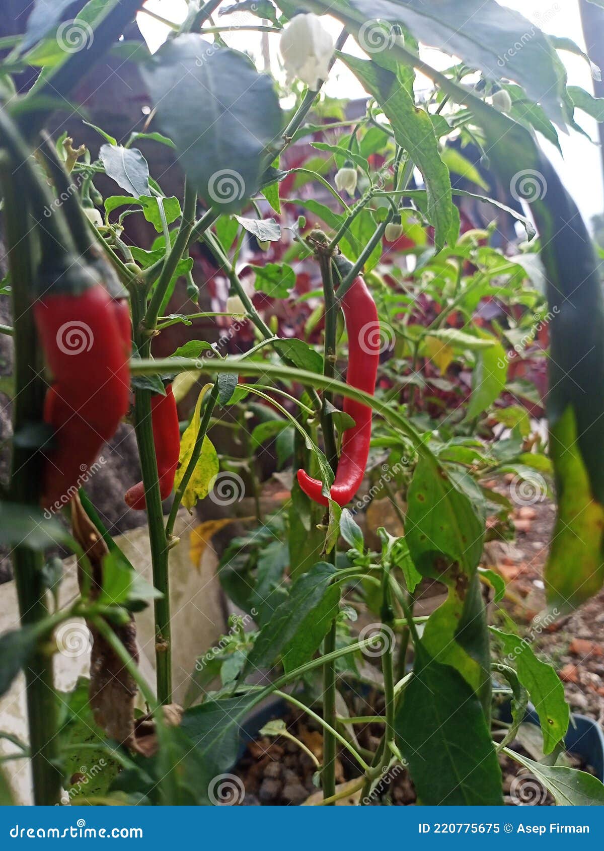 Growing Red Pepper Plants in Pots Stock Image - Image of pots, plants ...