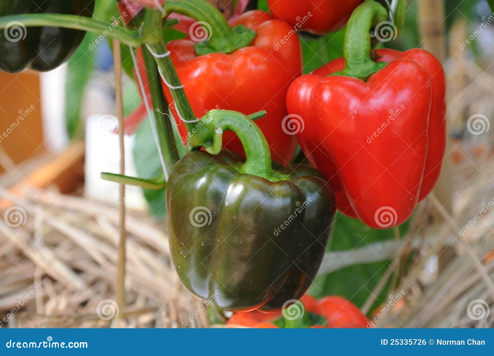 Growing red peppers stock photo. Image of fresh, bell - 25335726
