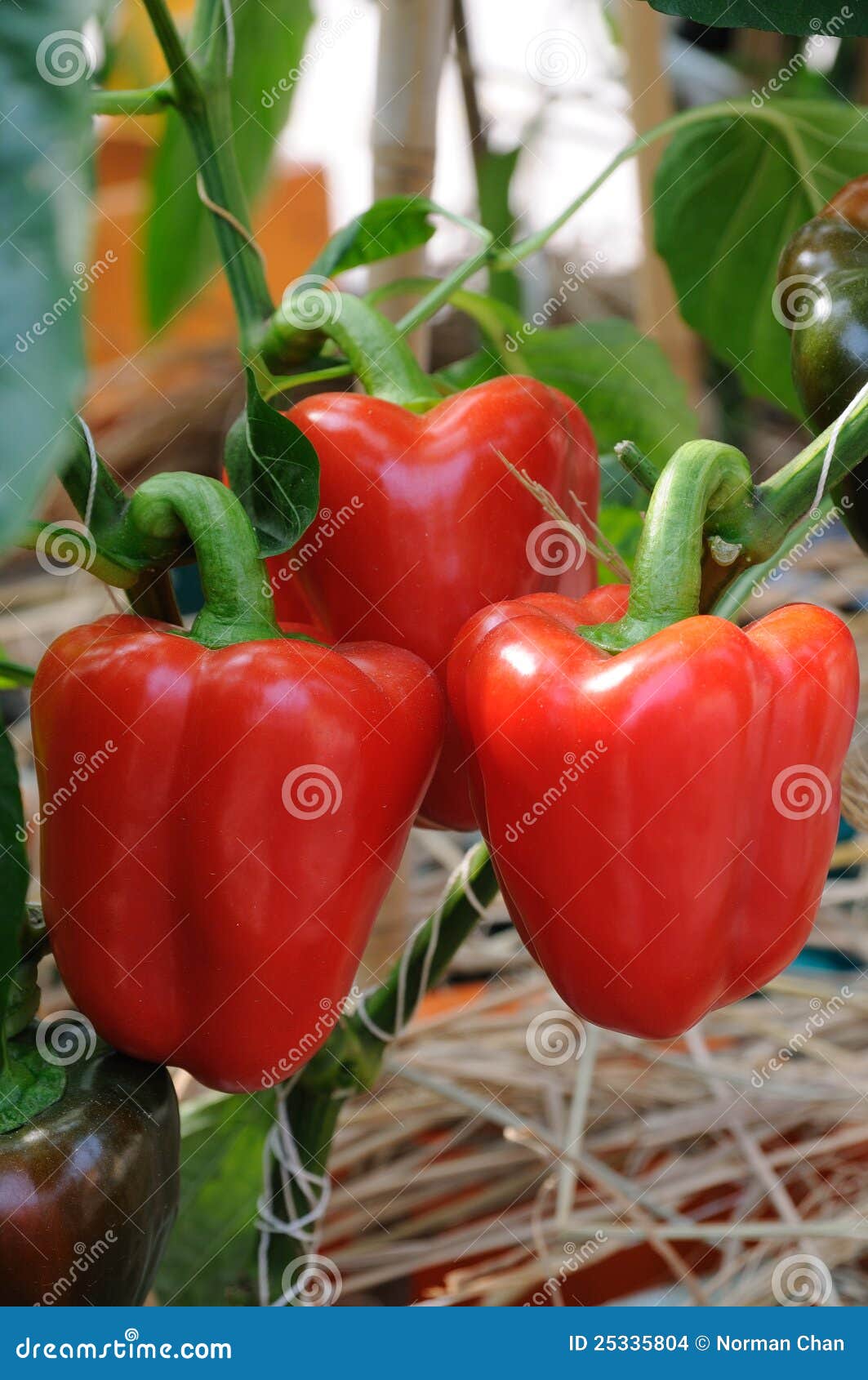 Growing red peppers stock photo. Image of farm, fresh - 25335804