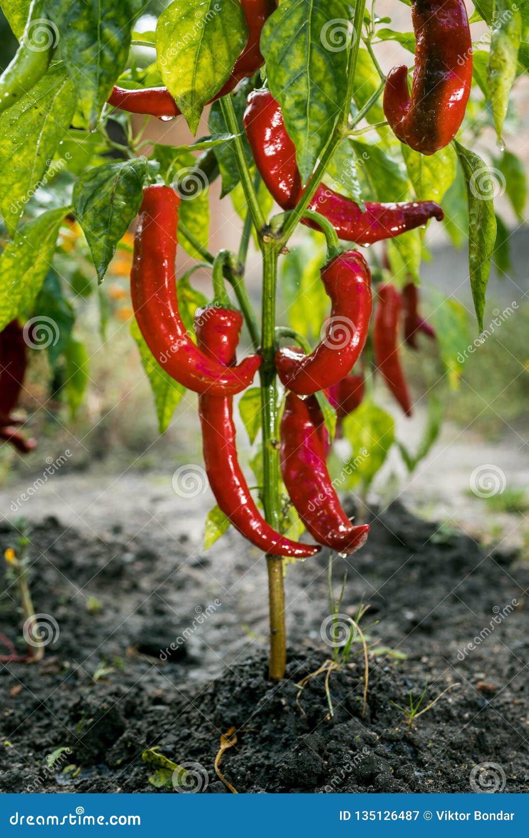 Growing the Red Peppers Capsicum in Vegetable Garden Stock Image ...