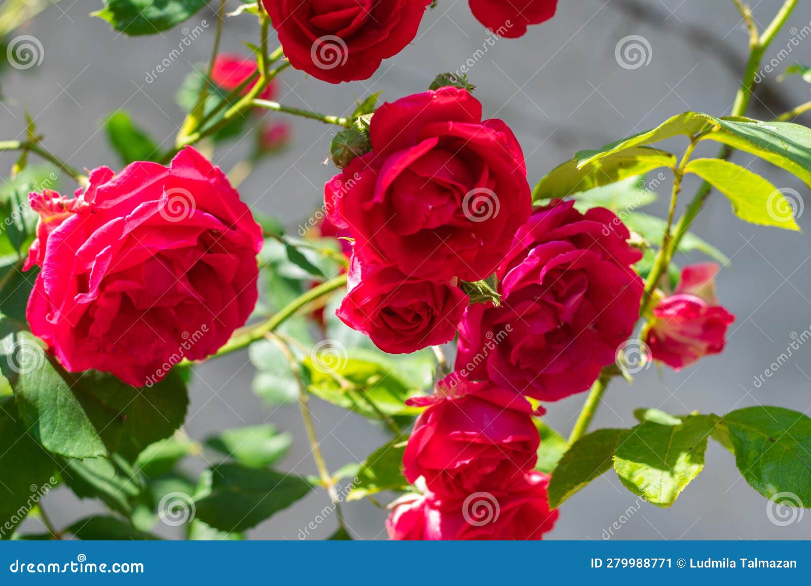 Growing Red Rose, Flowers on Bush in Garden Stock Image - Image of ...