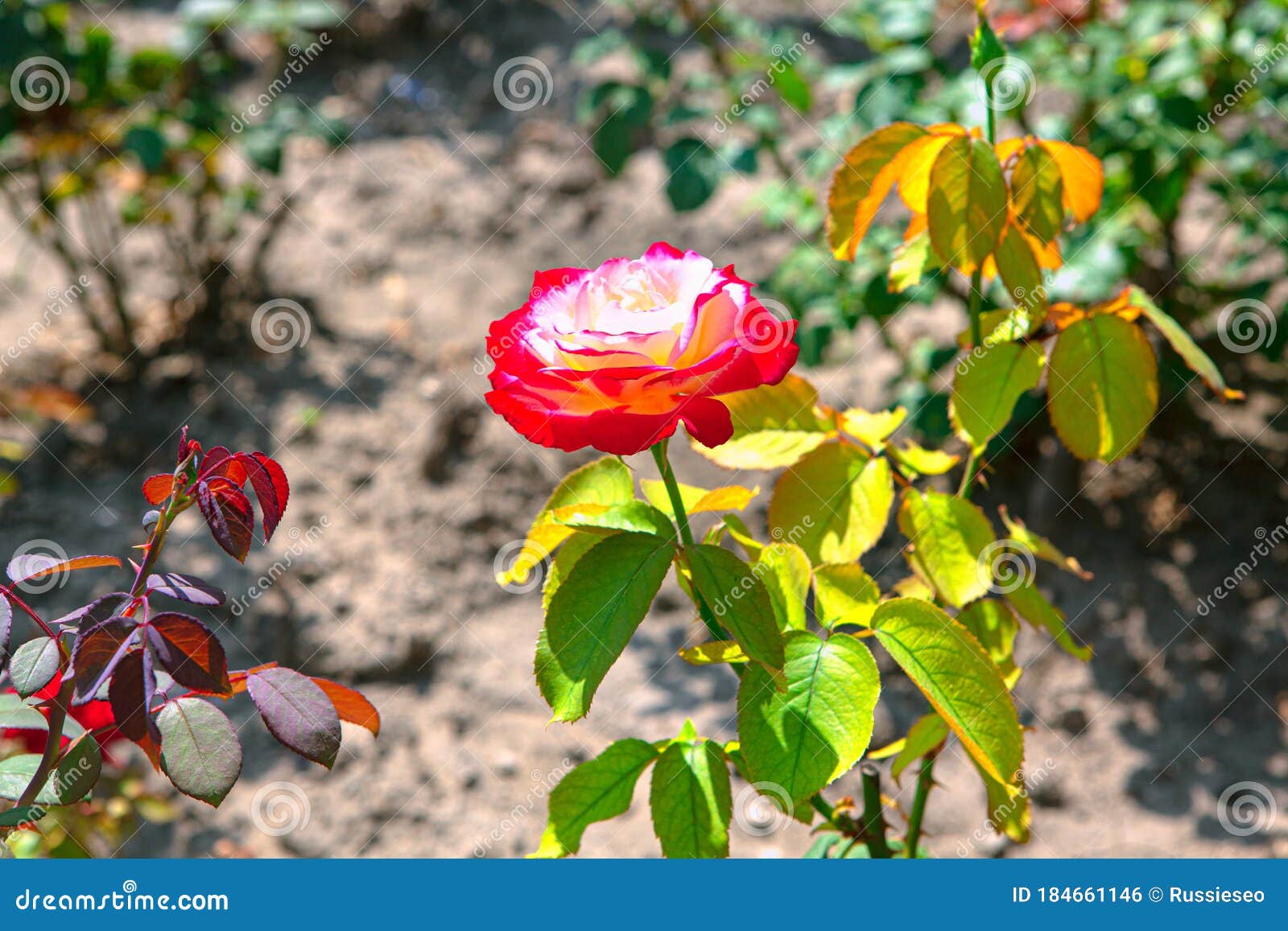 Growing red rose stock photo. Image of macro, colorful - 184661146