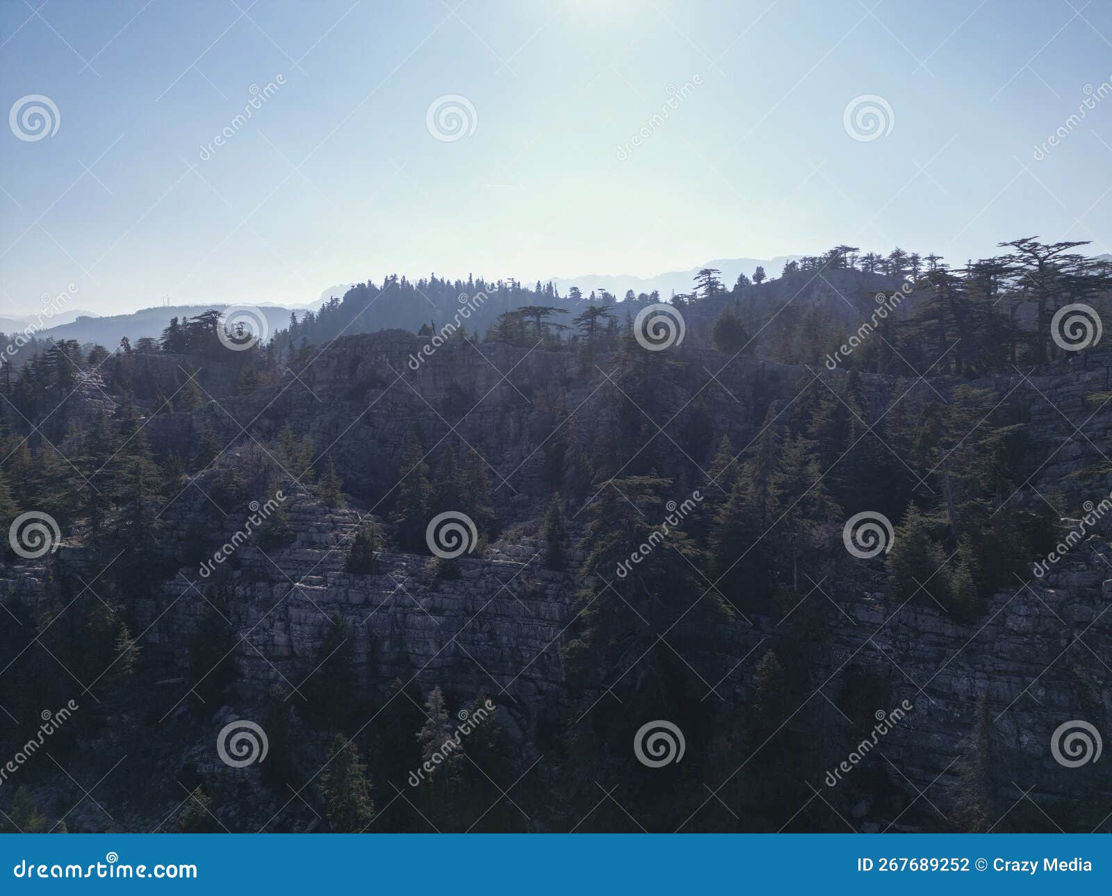 Growing Region of Cedar Trees in Wild Geography Stock Photo - Image of ...