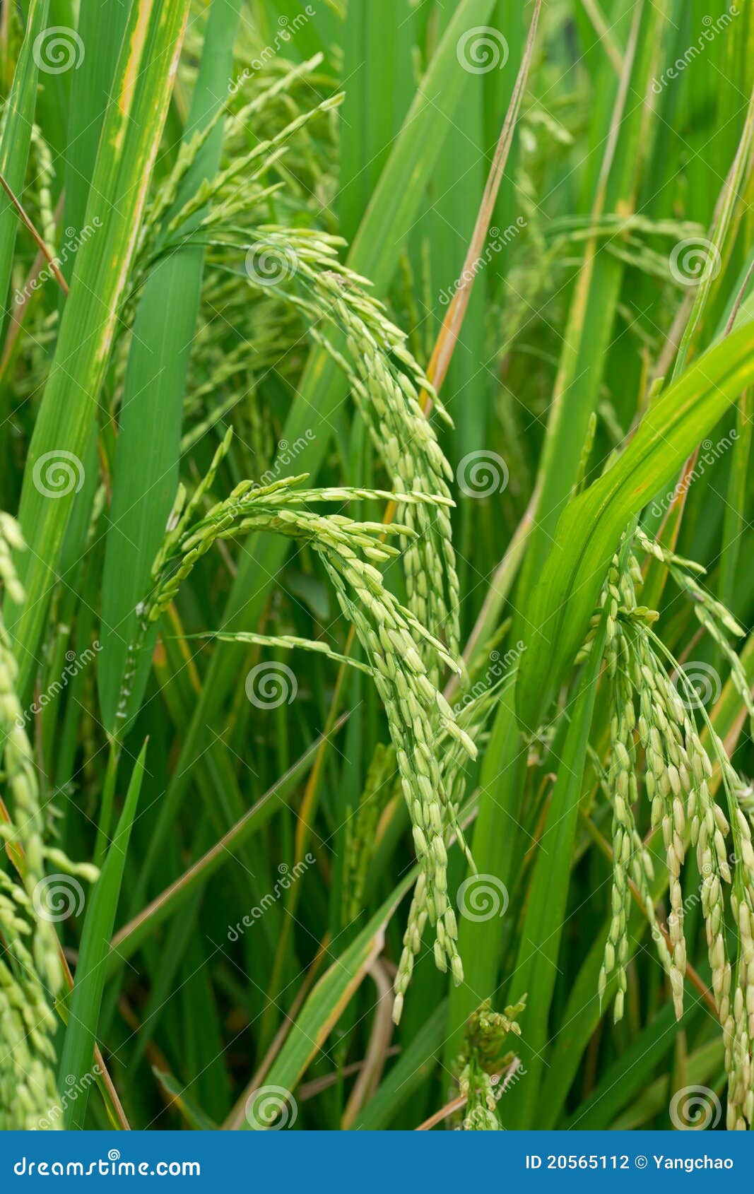 Growing rice stock photo. Image of food, foliage, growing - 20565112