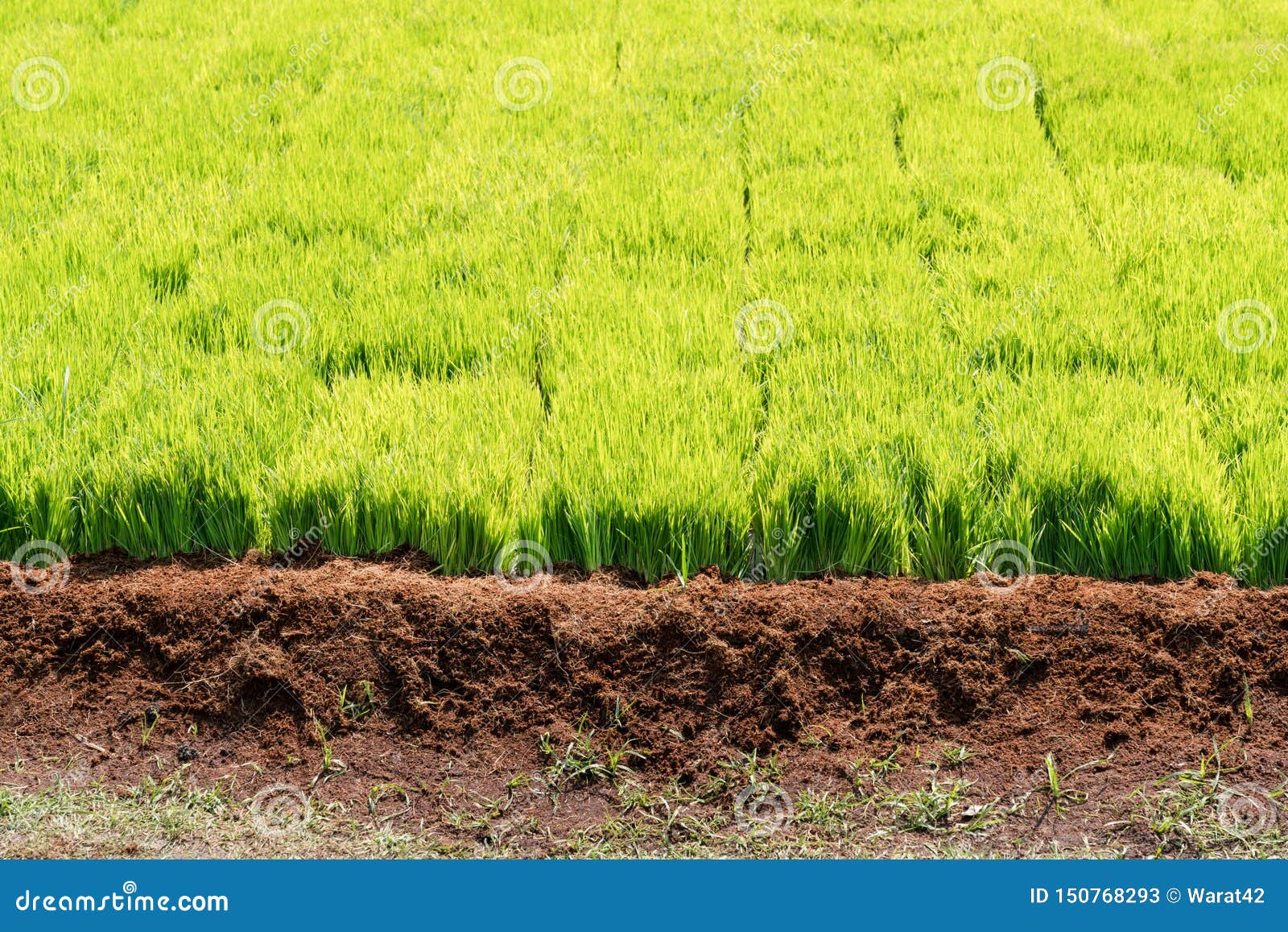 Growing Rice in Agricultural Demonstration Plot Stock Image - Image of ...