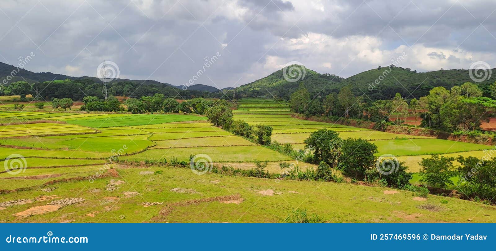 Growing rice crops stock photo. Image of green, agriculture - 257469596