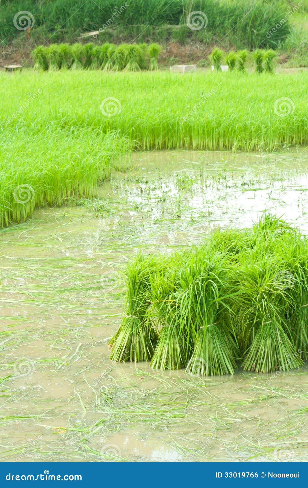 Growing rice in farm stock photo. Image of plantation - 33019766