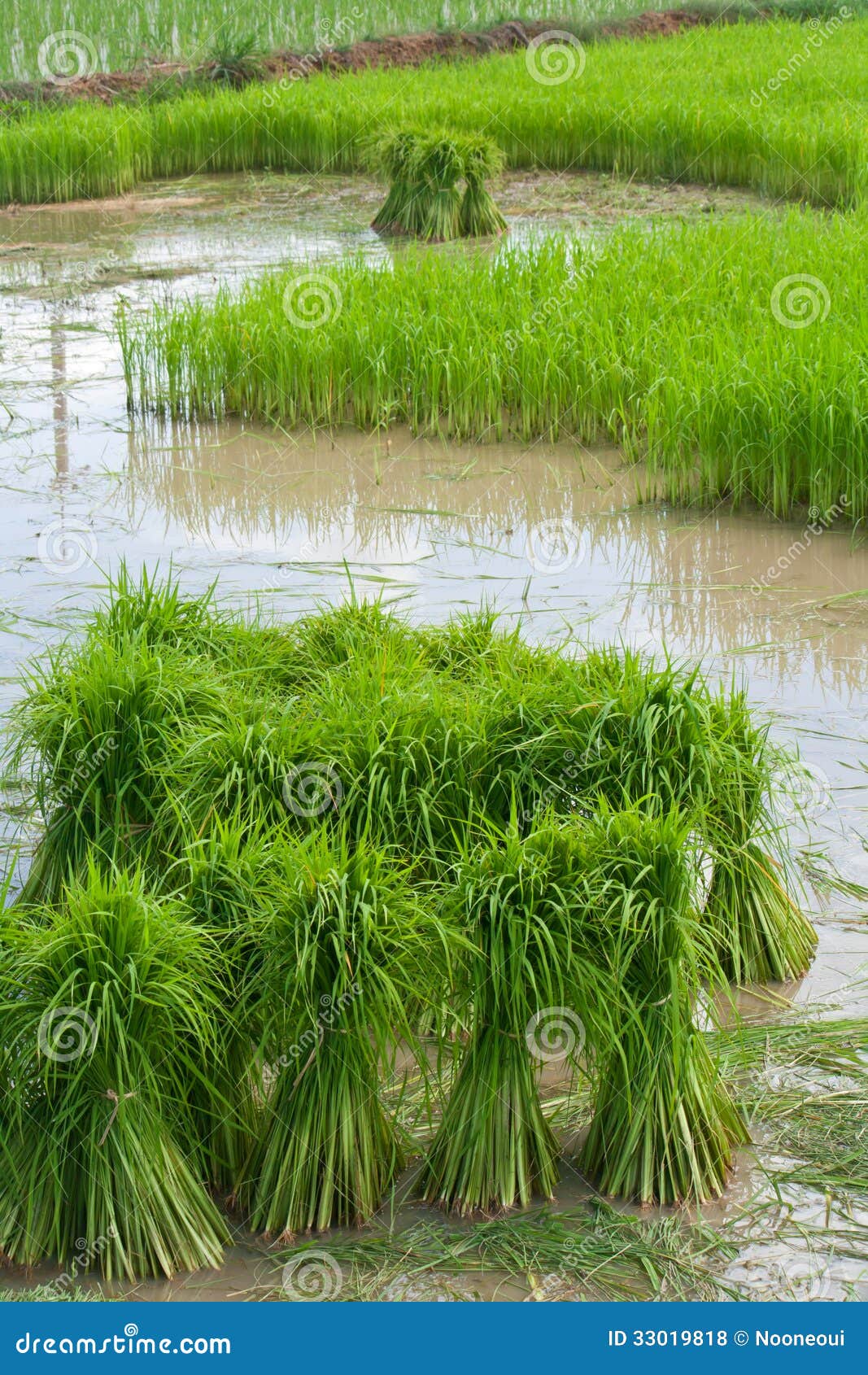 Growing rice in farm stock photo. Image of blue, leaf - 33019818
