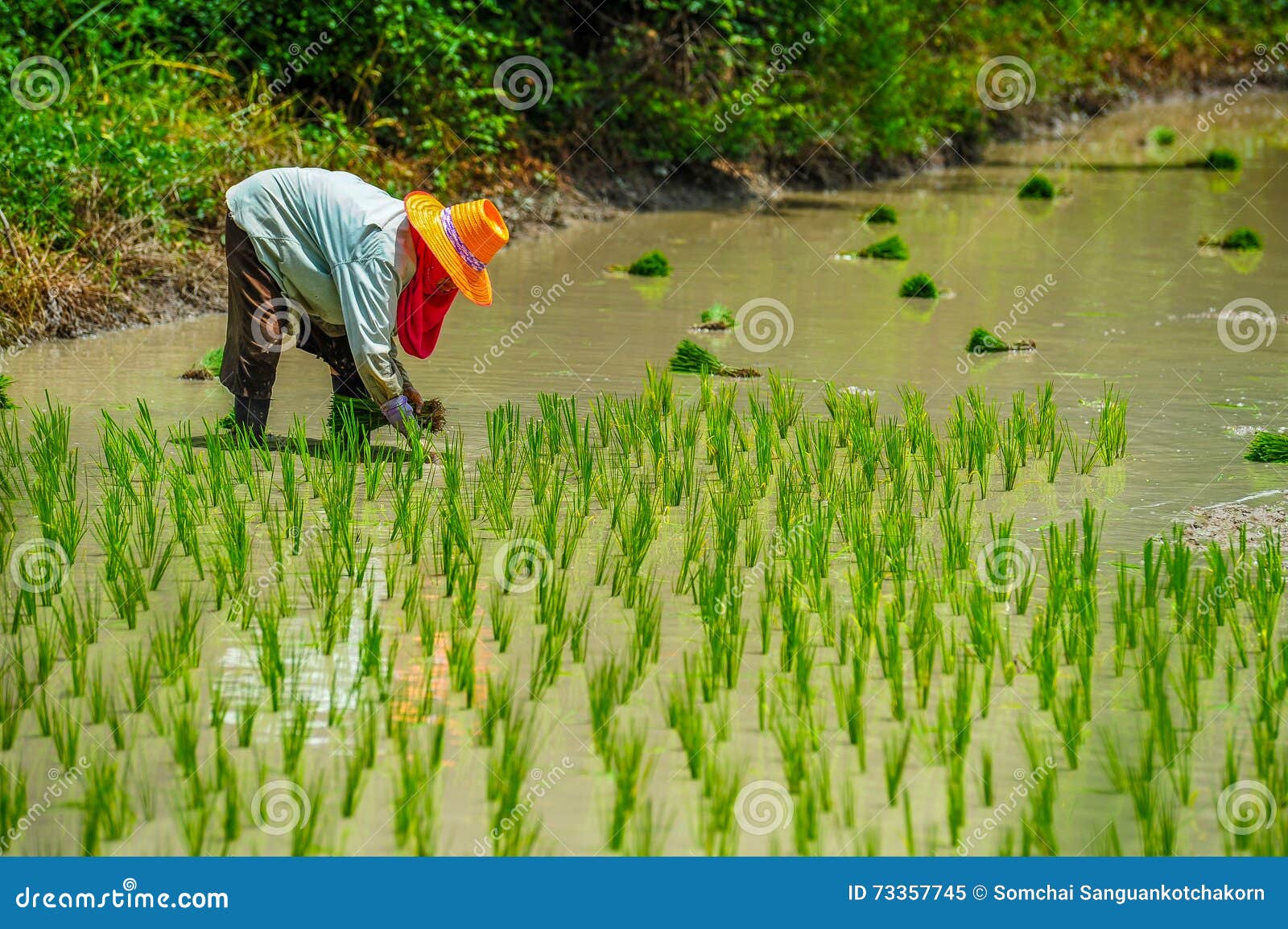 Growing Rice And Green Grass Field Royalty-Free Stock Photo ...