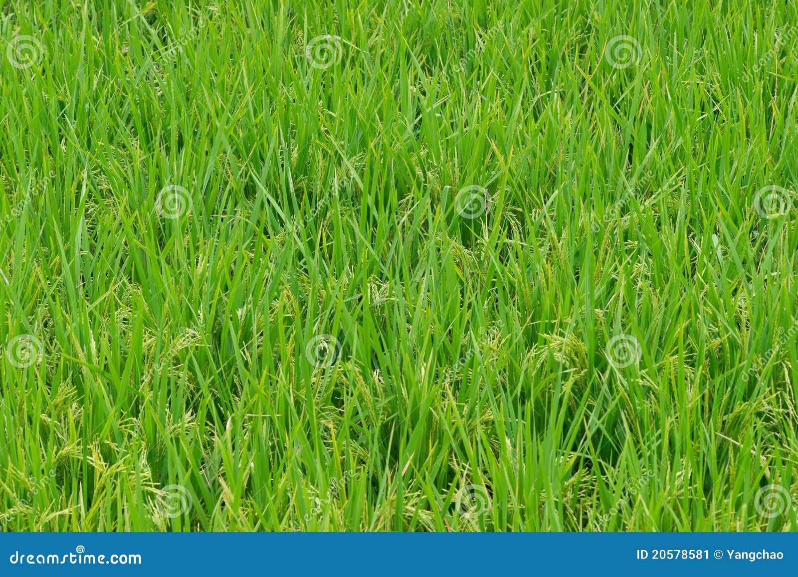 Growing rice field stock image. Image of farming, growth - 20578581
