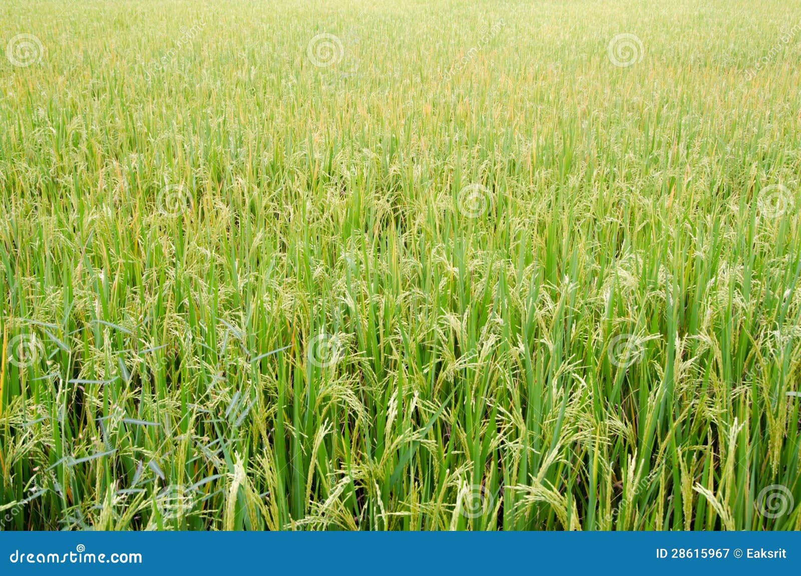 Growing Rice Field stock image. Image of flower, outdoor - 28615967