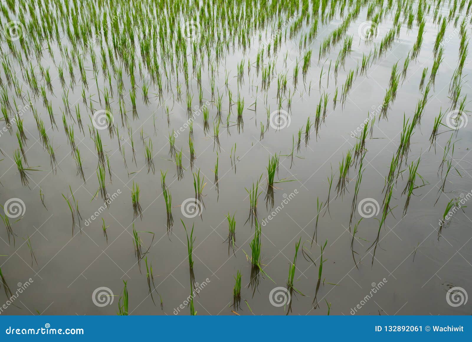 Growing rice field stock image. Image of countryside - 132892061