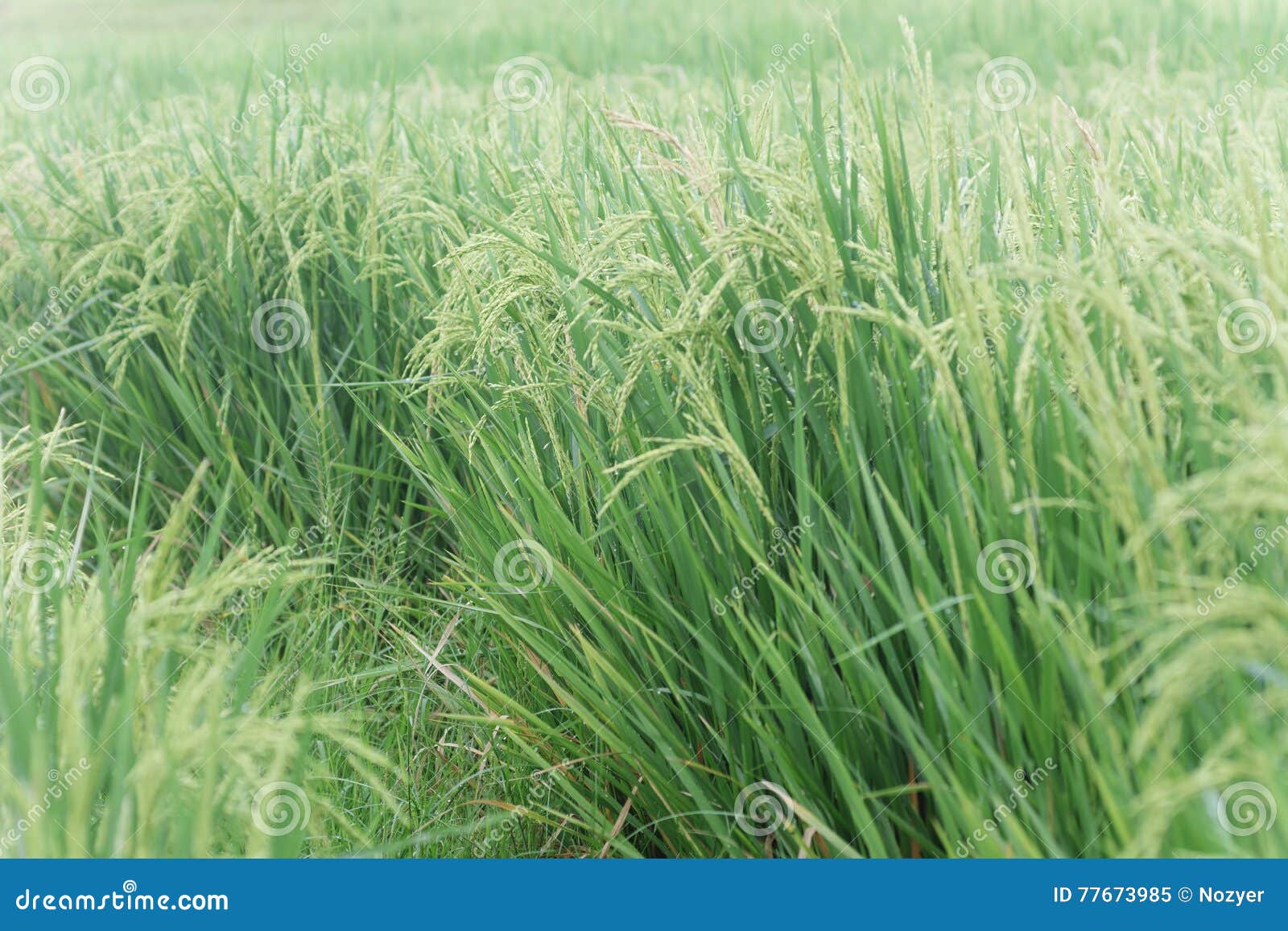 Growing Rice and Green Grass Field Stock Image - Image of green ...