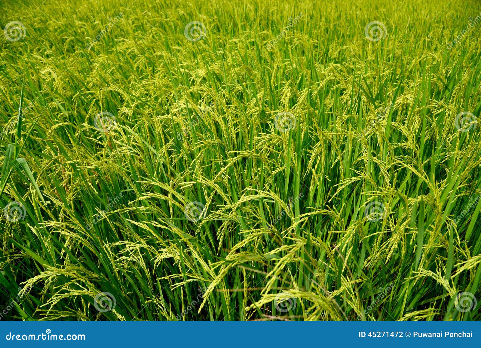 Growing Rice and Green Grass Field Stock Photo - Image of natural ...