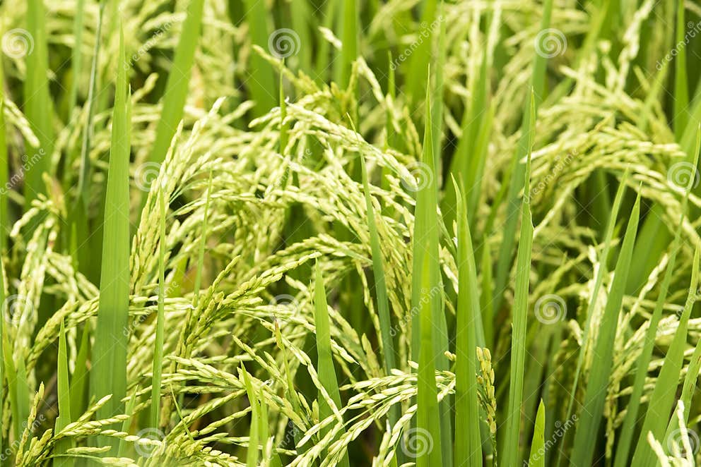 Growing Rice Plants in Bali Stock Photo - Image of bali, grow: 79184676