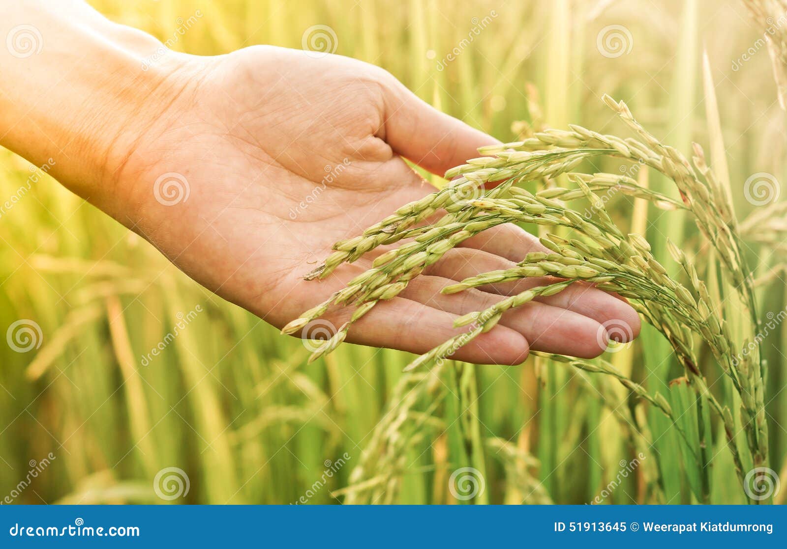 Growing rice stock image. Image of concept, seed, nature - 51913645