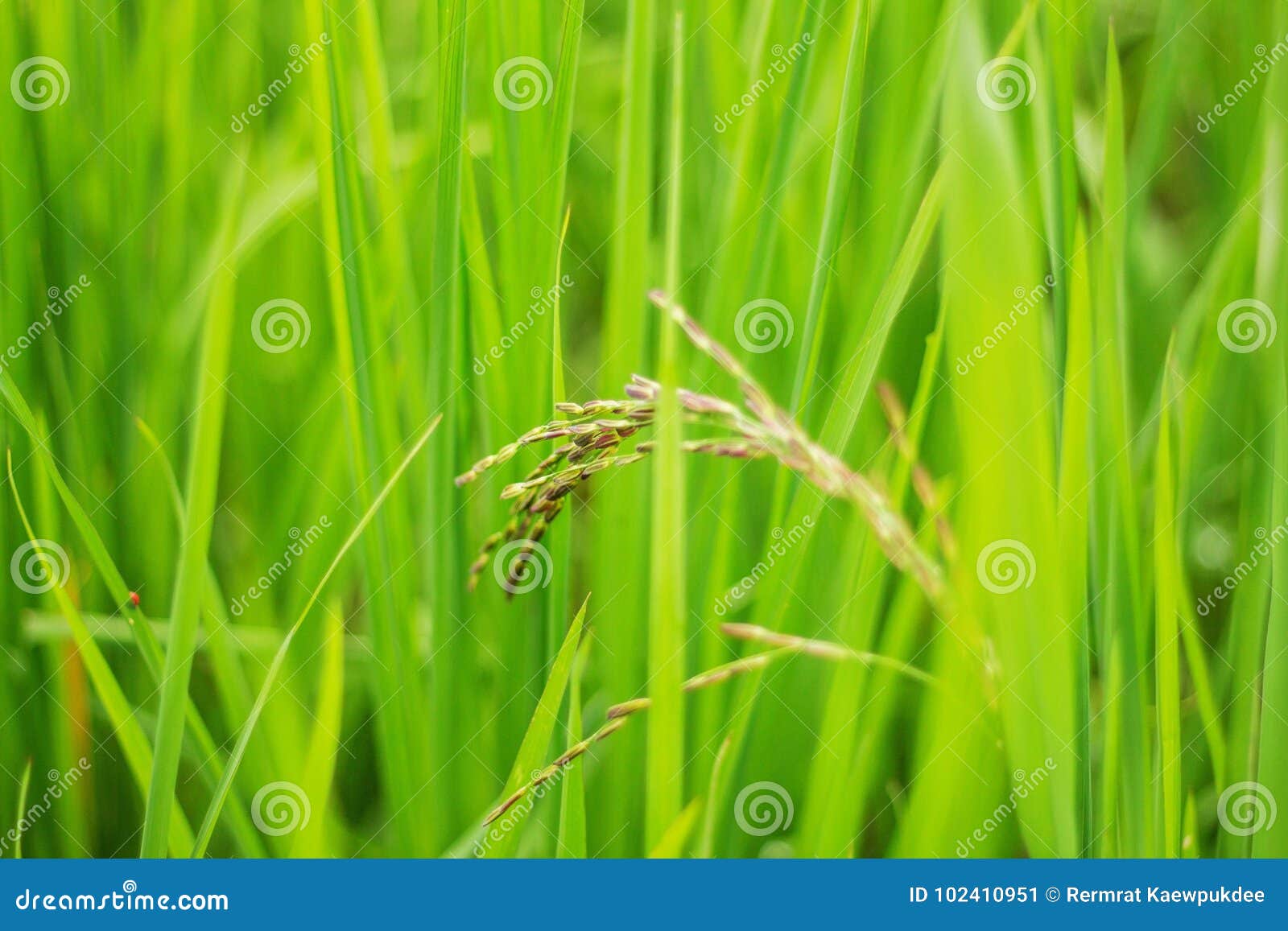 Growing rice with leaves. stock image. Image of farming - 102410951