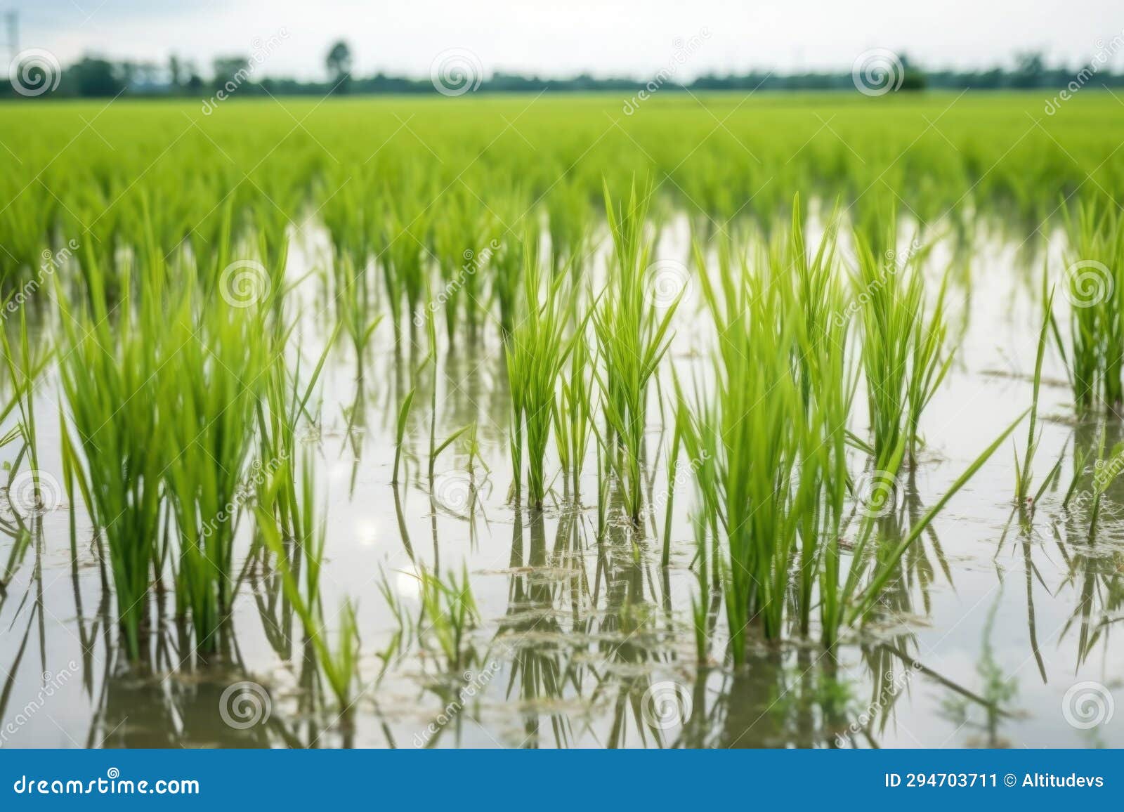 Growing Rice Plants in a Flooded Field Stock Image - Image of generated ...