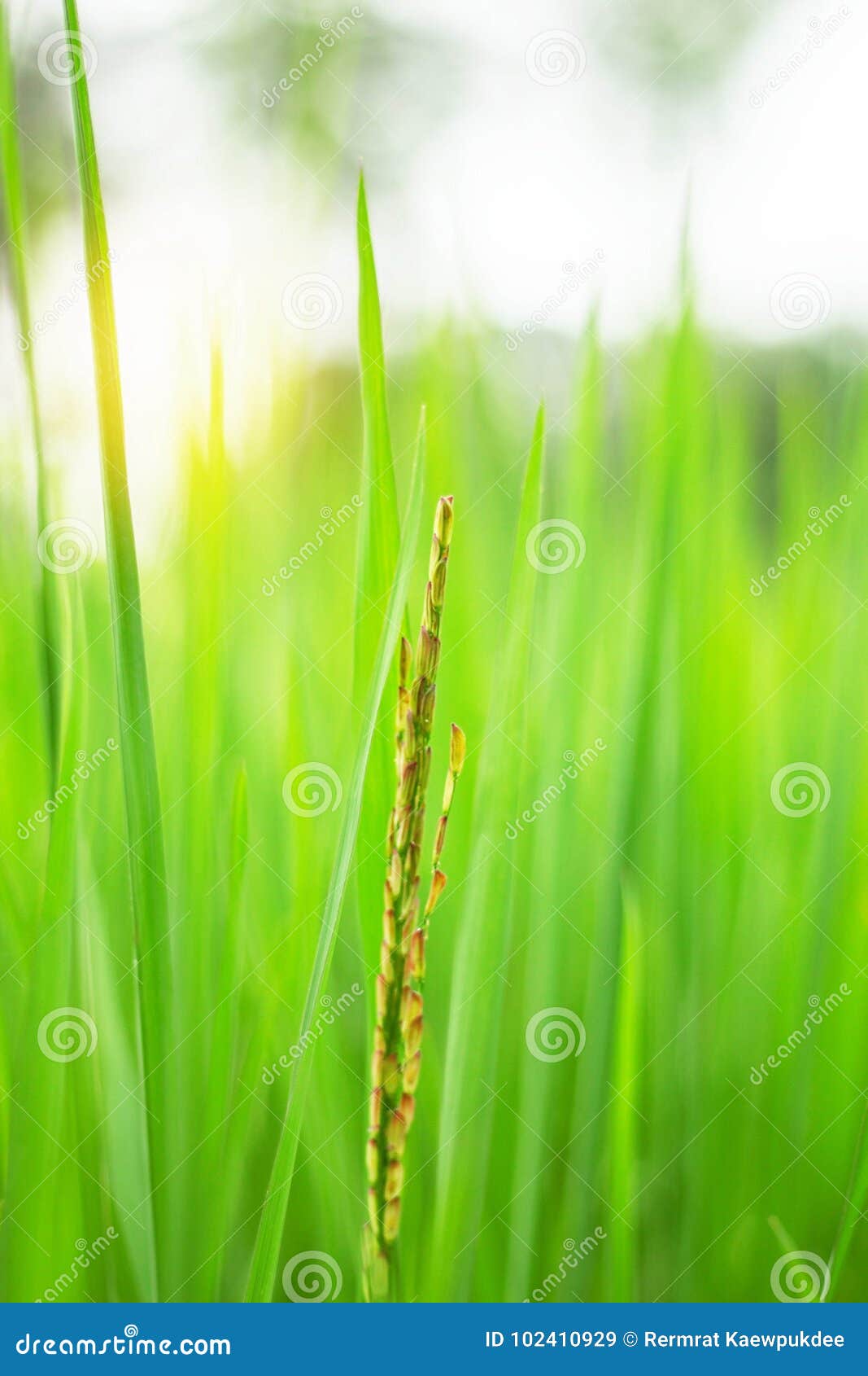 Growing Rice with Sunlight. Stock Image - Image of green, farmer: 102410929