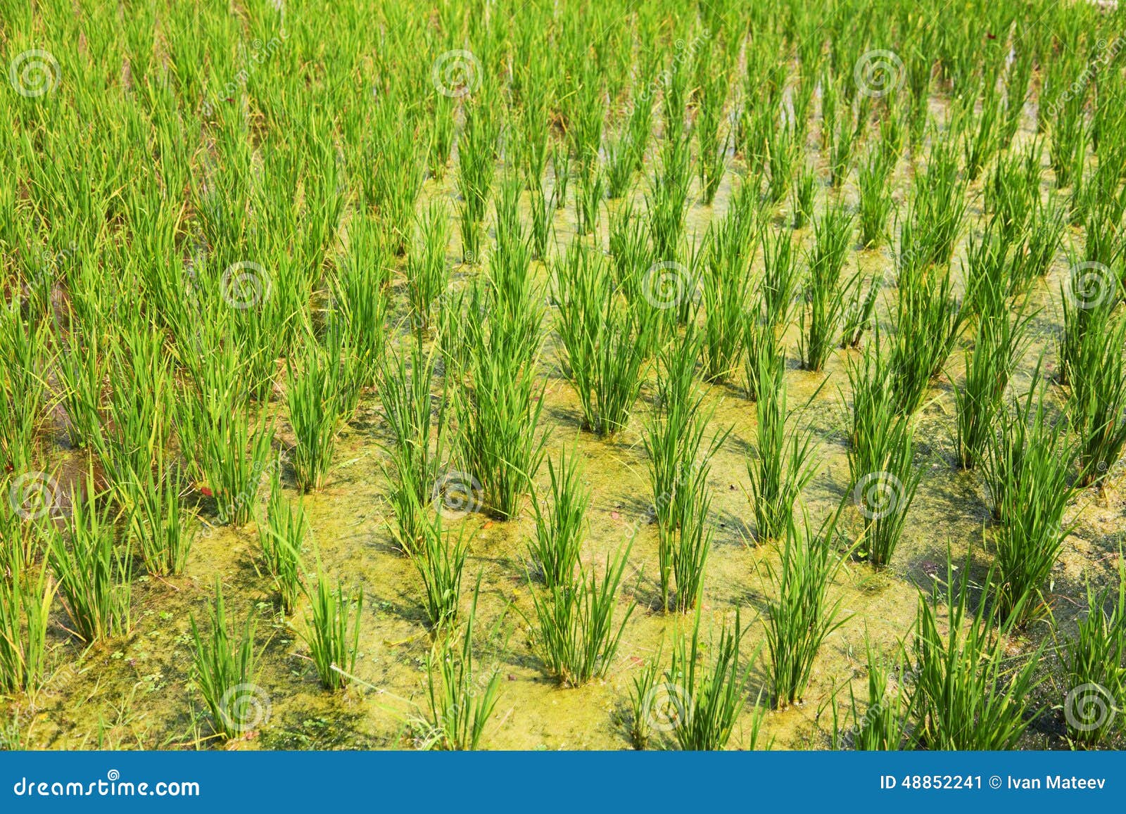 Growing rice in Thailand stock image. Image of outdoors - 48852241