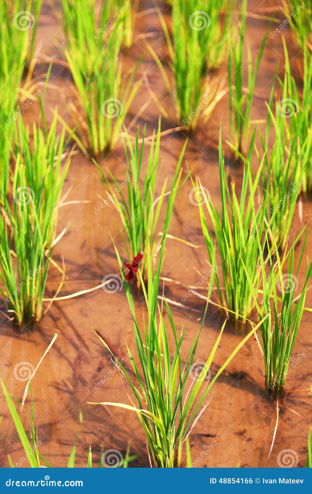 Growing rice in Thailand stock photo. Image of field - 48854166