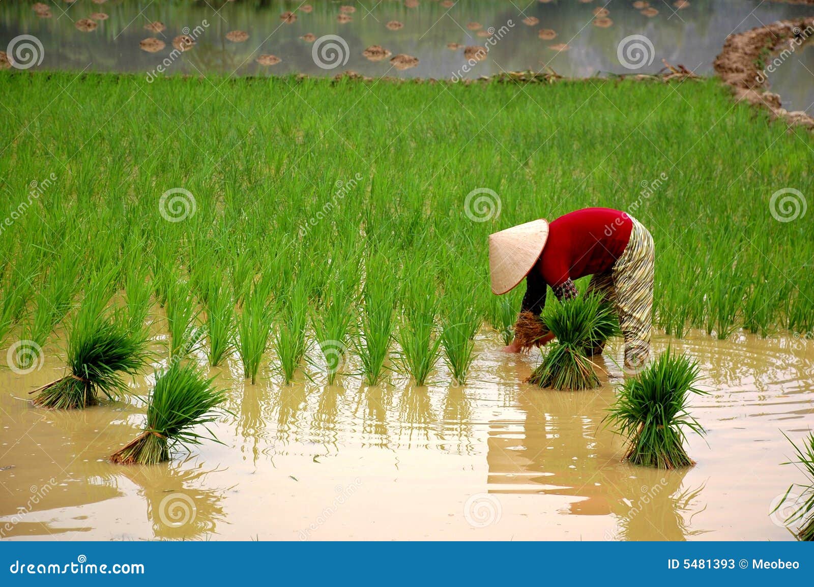 Growing rice on the valley stock image. Image of happy - 5481393