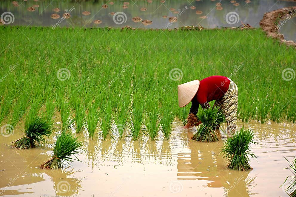 Growing rice on the valley stock image. Image of happy - 5481393