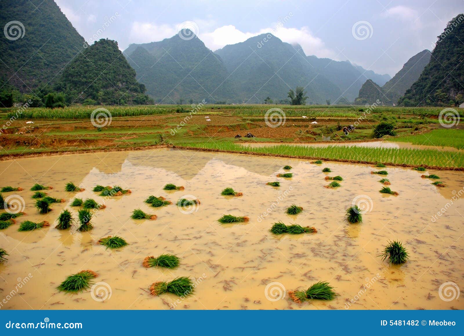 Growing rice on the valley stock photo. Image of forest - 5481482