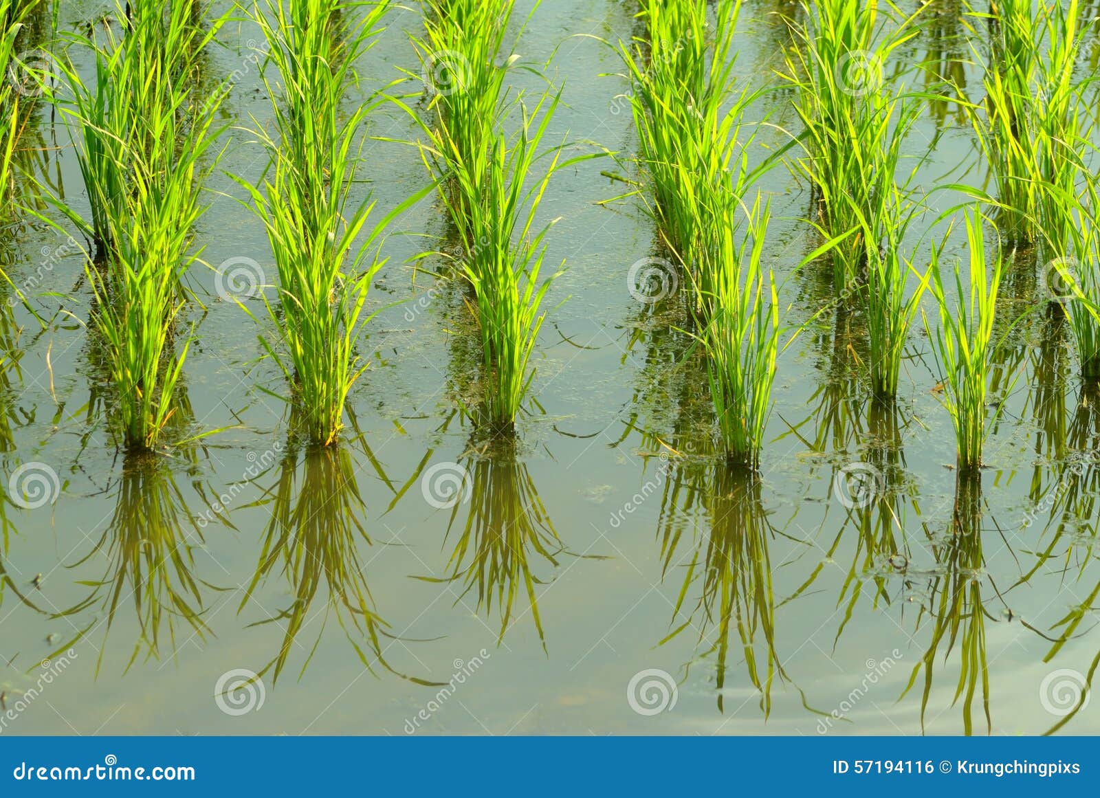 Growing rice stock photo. Image of agriculture, lush - 57194116