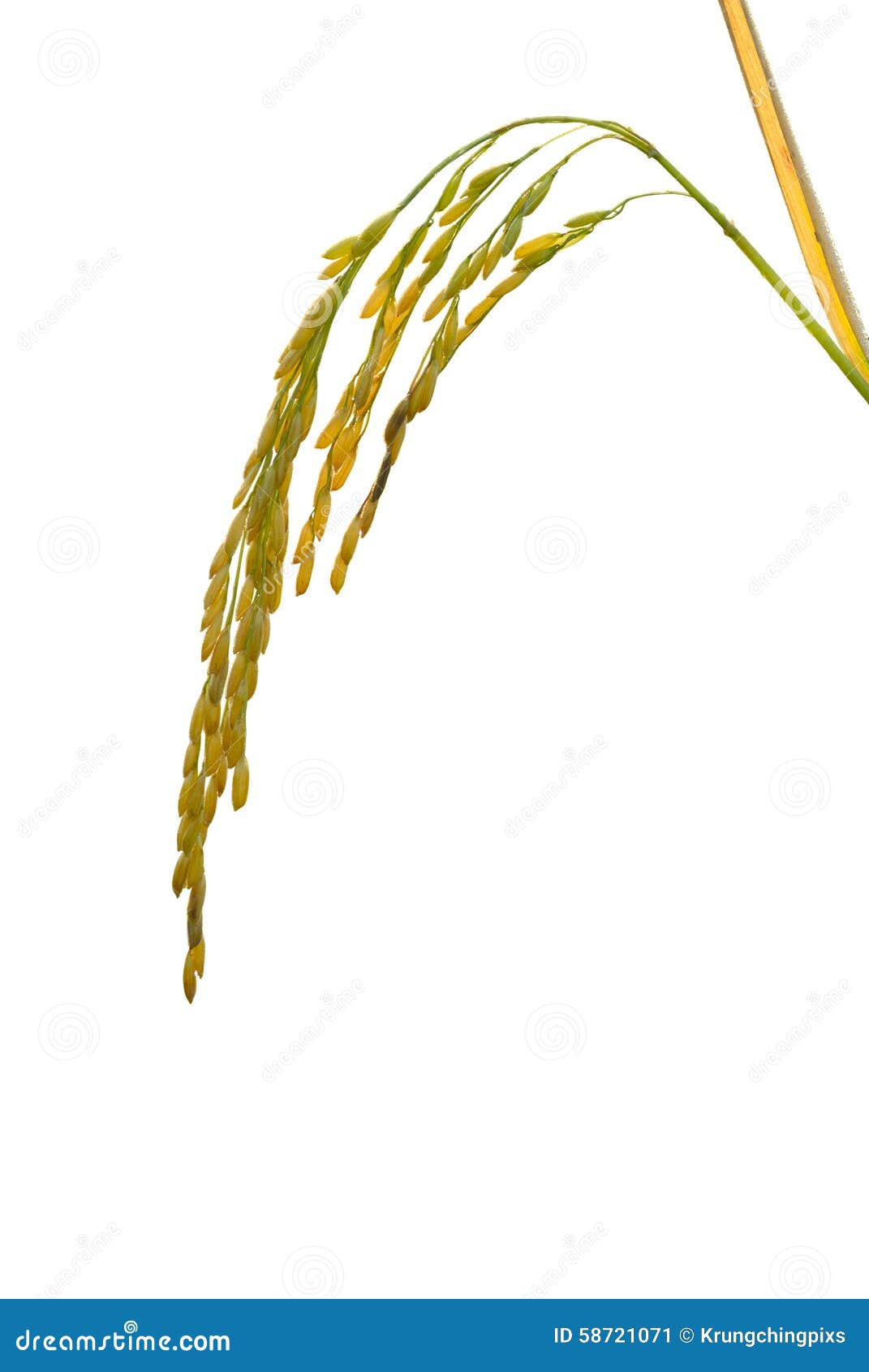 Growing rice stock image. Image of food, brown, harvest - 58721071