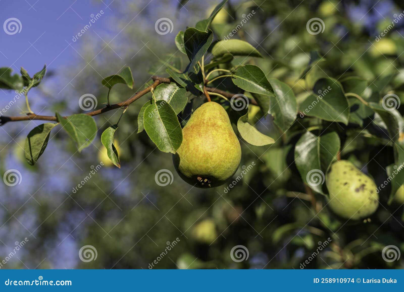 Growing Ripe Pears on a Tree in a Garden, Blurred Green and Blue ...