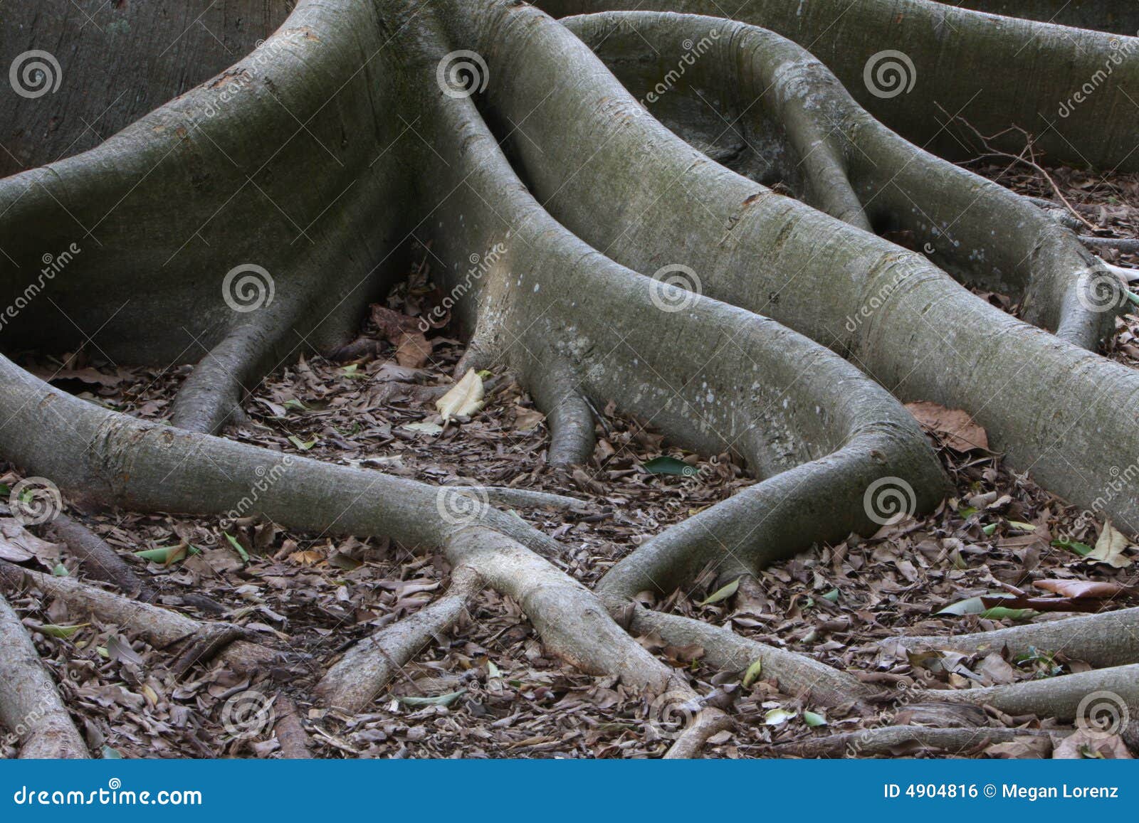 Growing Roots stock photo. Image of growing, trees, roots - 4904816