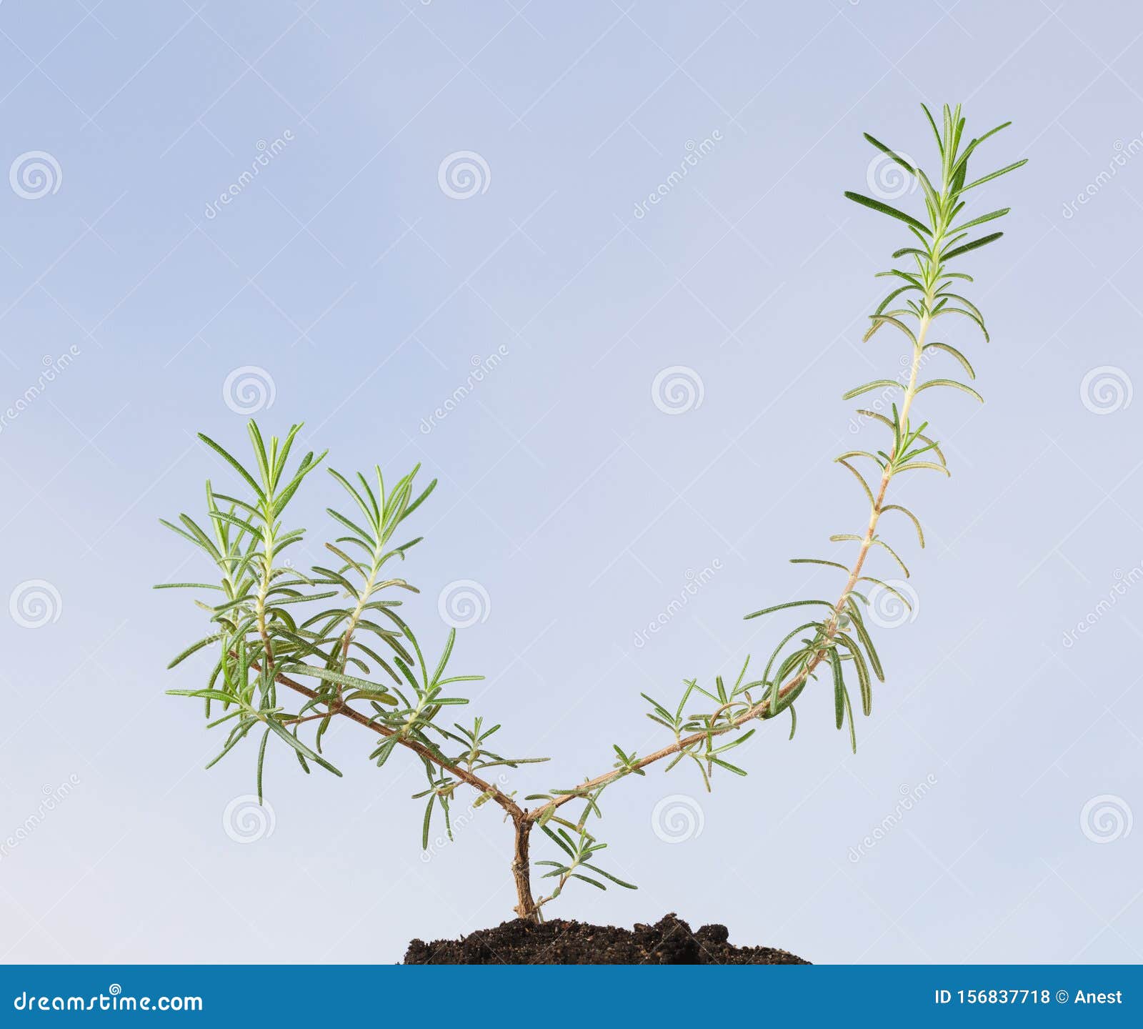 Rosemary Forked Stock Photos - Free & Royalty-Free Stock Photos from ...
