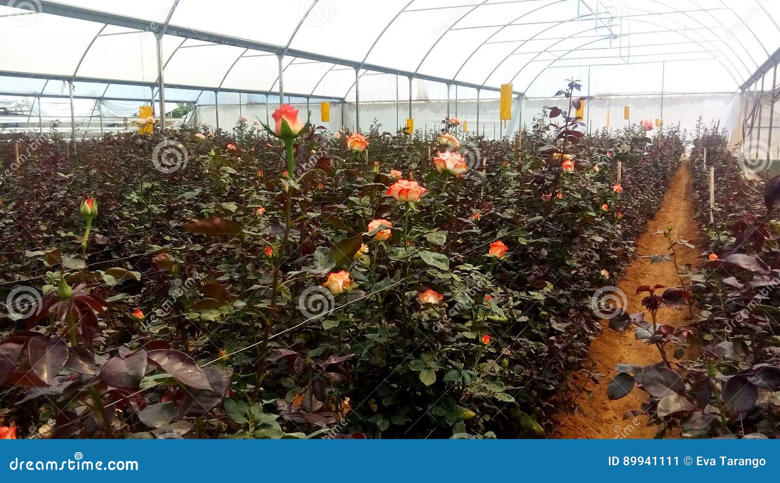 Growing Roses in Greenhouse Stock Image - Image of mexico, state: 89941111