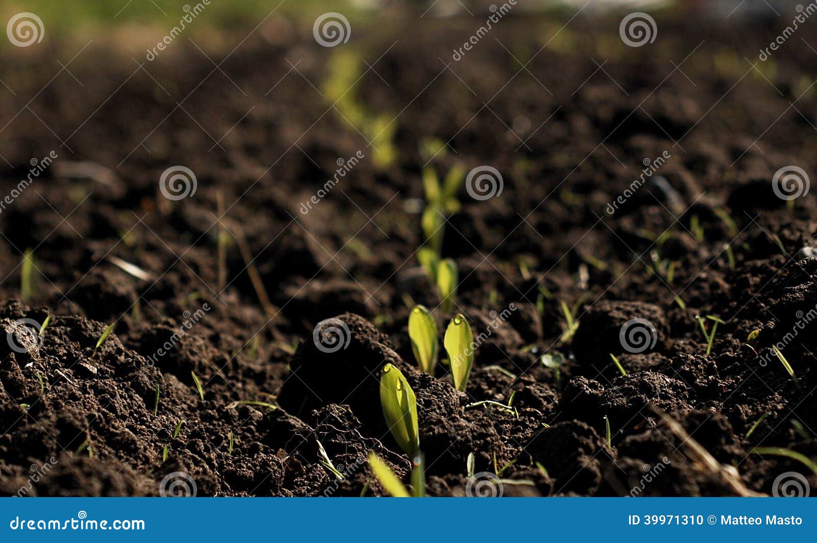 Growing row stock photo. Image of buds, ecology, sunrise - 39971310